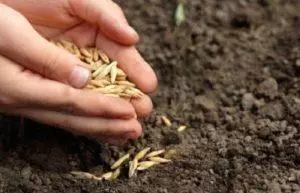 播種や引っ張るのが良いほうが良いときに植物としてのオート麦の利点と短所