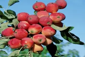 История на обиколката, характеристики и описание на медийното ябълково дърво Alenushka, отглеждане на региони