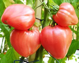 Karakteristik lan katrangan saka weverer jantung tomat, ngasilake