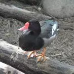 Wildabany ördek: Görnüşler, häsiýetlerde, häsiýetlerde we beýiklikde nädip köpelmeli 2835_1