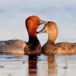 Duck duck: Nau'in da kwatancen, mazaunin, yadda za a ninka cikin yanayi da abin da suke ci 2835_11