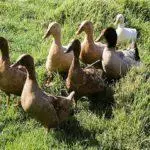 Duck duck: Nau'in da kwatancen, mazaunin, yadda za a ninka cikin yanayi da abin da suke ci 2835_12