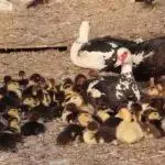 Duck duck: Nau'in da kwatancen, mazaunin, yadda za a ninka cikin yanayi da abin da suke ci 2835_13