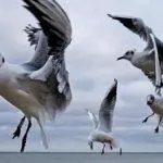 Wildabany ördek: Görnüşler, häsiýetlerde, häsiýetlerde we beýiklikde nädip köpelmeli 2835_17