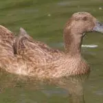 Duck duck: Nau'in da kwatancen, mazaunin, yadda za a ninka cikin yanayi da abin da suke ci 2835_2