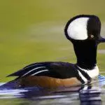 Duck duck: Nau'in da kwatancen, mazaunin, yadda za a ninka cikin yanayi da abin da suke ci 2835_3