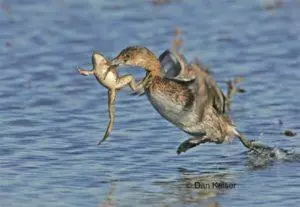 Kas Wild Ducks söövad konnad ja kas on võimalik anda kodulinnud, plusse ja miinuseid