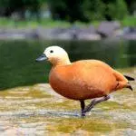 Duck duck: Nau'in da kwatancen, mazaunin, yadda za a ninka cikin yanayi da abin da suke ci 2835_6