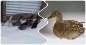 ¿Dónde para el invierno, los patos y las características de la migración se alejan, razones para regresar