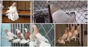 Katrangan saka pigeons kasar saka Aganas, breeding lan aturan konten