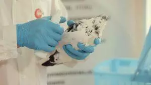La necesidad de vacunar palomas e instrucciones para el uso de drogas.
