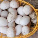 Duck jajca: Ali je mogoče jesti in v kakšni obliki, koristi in škodo telesu 2855_10