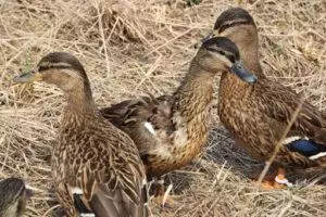 Wéi d'Launen d'Launen ze briechen a wuessen Ducklings wéi se an Top 6 Rassen ze ernähren