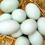 Патка јајца: Дали е можно да се јаде и во која форма, корист и штета на телото 2855_3