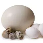 アヒルの卵：食べること、そしてどのような形態、利益と体に害を及ぼすことは可能ですか 2855_4