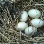 Ördek Yumurtaları: Yemek yemesi mümkün mü ve vücuda hangi biçimde faydalanmak ve zarar vermek 2855_6