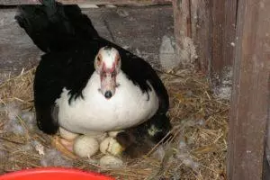 Cuando en casa, los patos comienzan a rodar y cuántos huevos dan un año.
