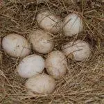 Ankka munat: Onko mahdollista syödä ja missä muodossa, hyötyä ja vahingoittaa kehoa 2855_9