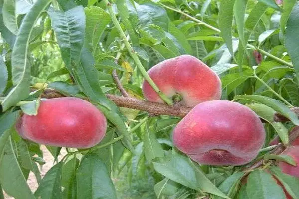 میوه های بزرگ
