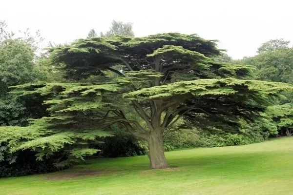 Cedrový strom