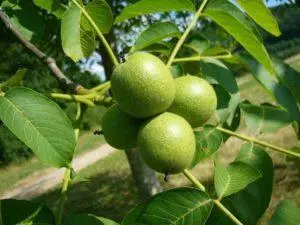 Apa sing bisa dideleng ing sangisore wit walnut