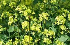 The benefits and rules for using rapeseed as a seedrate when sow and pull