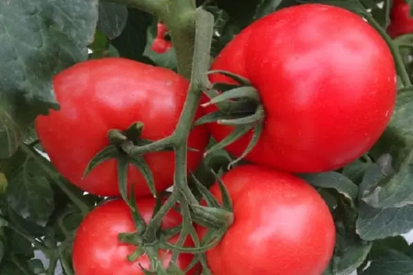 Tomato Akulin