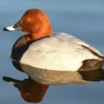 Duck Vyro: Beskrywing en variëteite, habitat en wat hulle eet 2866_12