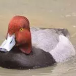 Duck Vyrro: Сыпаттама жана сорттор, жашоочу жана эмне жей турган нерселер 2866_13
