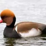 Duck Vyro: descrierea și soiurile, habitat și ceea ce mănâncă 2866_3