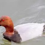 Duck Vyrro: Сыпаттама жана сорттор, жашоочу жана эмне жей турган нерселер 2866_4