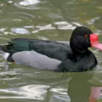 Duck Vyro: описание и разновидности, местообитание и това, което ядат 2866_5