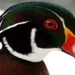 Duck Vyro: Description ug Mga barayti, Habitat ug unsa ang ilang gikaon 2866_6