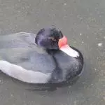 Duck Vyro: Description ug Mga barayti, Habitat ug unsa ang ilang gikaon 2866_8