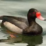 Duck Vyro: sharraxaad iyo noocyo, deegaan iyo waxa ay cunayaan 2866_9