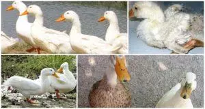 Што да направите ако патка е куци и што да се лекува, причина и превенција