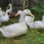 Duck AGIDEL: Tõu tõu, väärikuse ja puuduste kirjeldus, kodus kasvatamine 2874_12