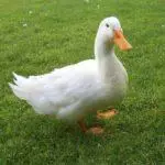 Duck Agidel: Description of breed, dignity and disadvantages, cultivation at home 2874_13