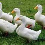 Duck Agidel: Penerangan baka, maruah dan kekurangan, penanaman di rumah 2874_2