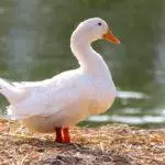 Duck Agia: Katrangan saka jenis, martabat lan kerugian, penanaman ing omah 2874_3