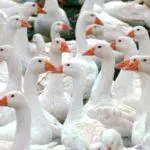 Duck Agia: Katrangan saka jenis, martabat lan kerugian, penanaman ing omah 2874_6