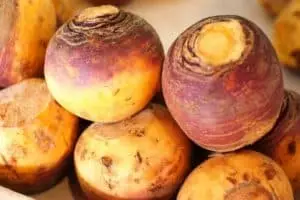 Izinhlobo ezi-25 ezihamba phambili ze-turnips zenhlabathi evulekile kanye nokugcinwa kobusika, incazelo kanye nezakhiwo