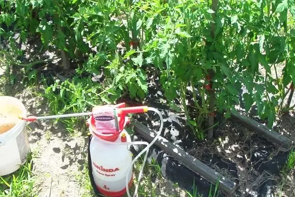 Sprayer at tomato.