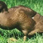 Duck Khaki: описание на породата и характеристиките, правилата за размножаване и диета 2887_4