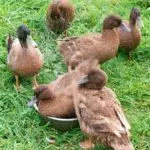 Duck Khaki: описание на породата и характеристиките, правилата за размножаване и диета 2887_7