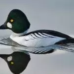 Duck Gogol: Beskriuwing en libbensstyl, habitat en dieet, smaak 2890_5