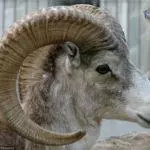 Turkmen RAM: Descrición do rock e hábitat, estilo de vida e dieta 2907_10