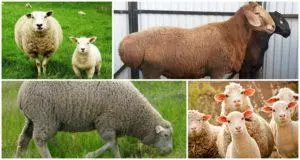 मेंढी आणि मेंढी यांच्यात फरक काय आहे आणि मादी आणि पुरुष कसे ओळखायचे