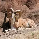 Turkmen RAM: Beskrivelse av stein og habitat, livsstil og diett 2907_3