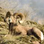 Turkmen RAM: Beschreibung von Felsen und Lebensraum, Lebensstil und Diät 2907_4